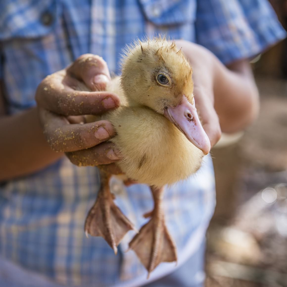 Una Papera - Salute e nutrizione - Regali Virtuali